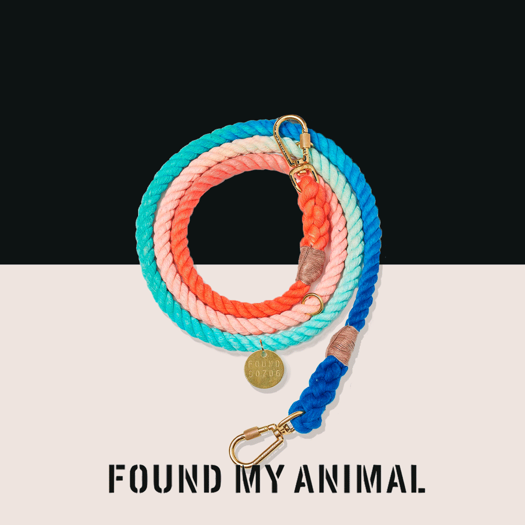 Found My Animal – Bitch New York