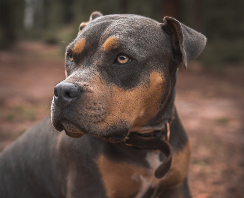 Designer Dog Collars: Luxury Collars For Your Pup – Bitch New York
