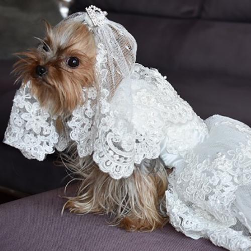 Here Comes The Bride Wedding Dog Dress – Bitch New York